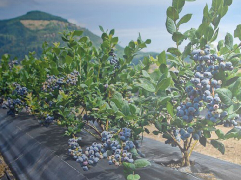 Polypropylene Homopolymers | Polychim Industrie